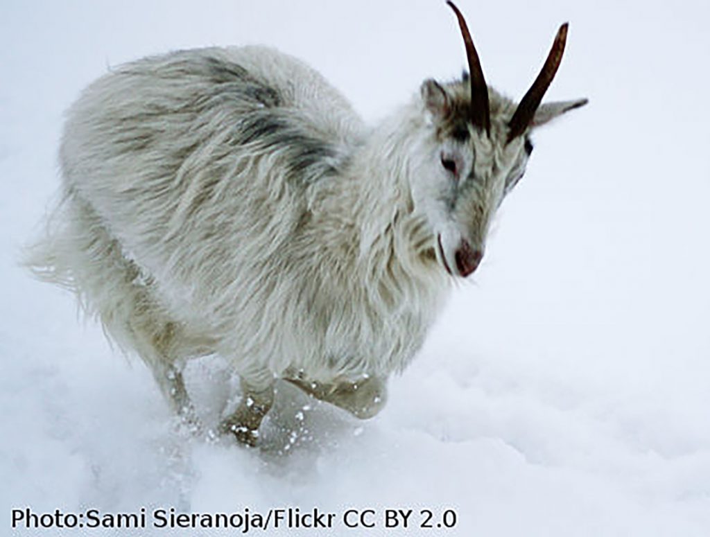 Breed Profile: Finnish Landrace Goat - Goat Journal